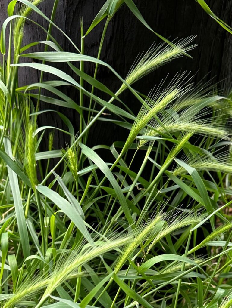 Foxtails are dangerous to dogs! - Resources
