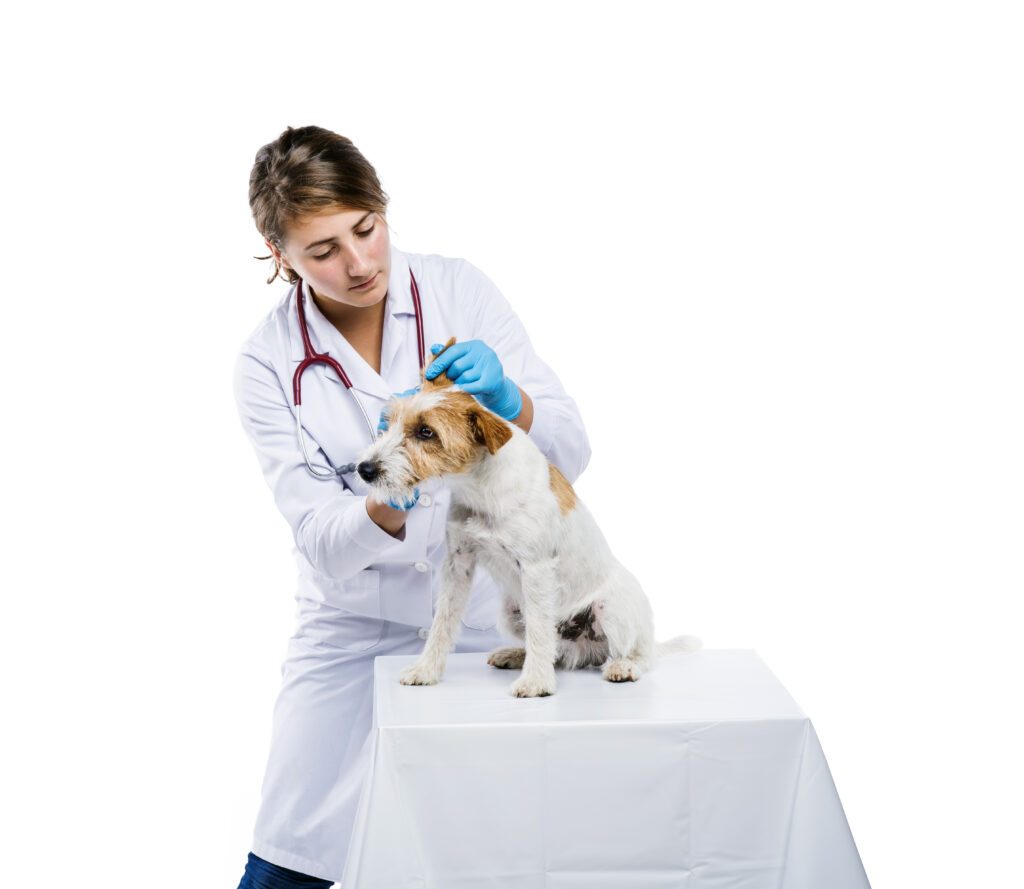 Resources - A resource for all things DOG